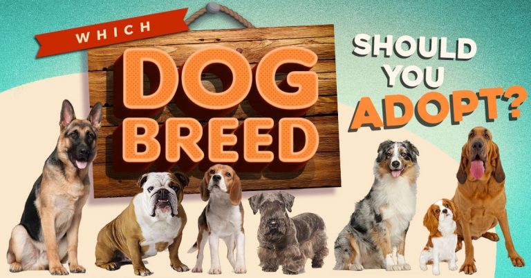 🐩 Which Dog Breed Should You Adopt? 🐕 - Quiz