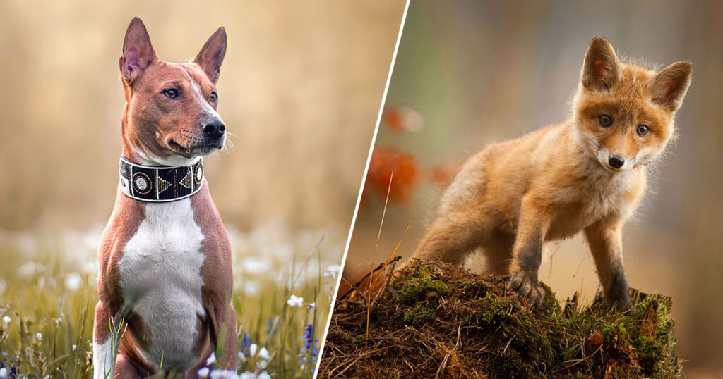 Dog Personality Quiz 🐶: What Wild Animal Are You? 🦁