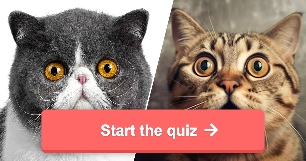 Exotic Cat Breeds! Can You Identify Them? Quiz