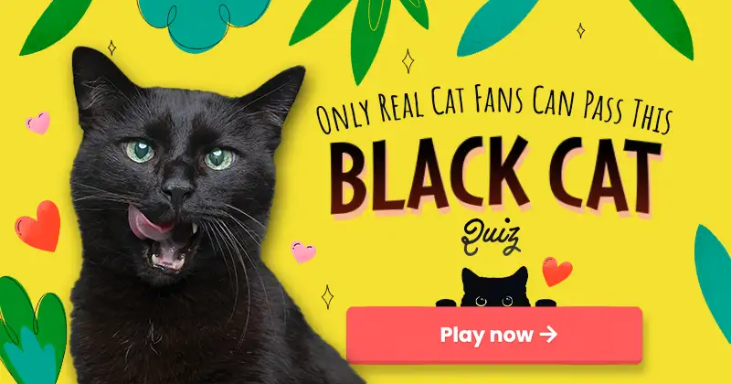 Only Real Cat Fans Can Pass This Black Cat Quiz 🐈‍⬛