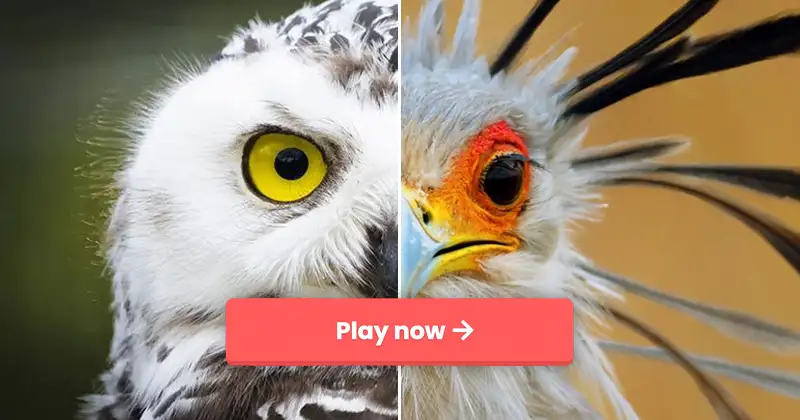 Bird Identification Quiz - Can You Name These Birds?