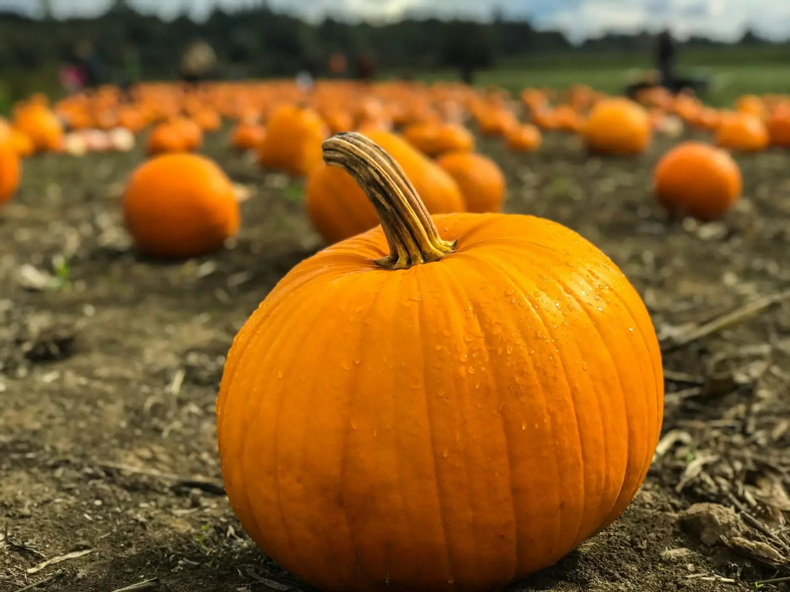 Ultimate Pumpkin Trivia Quiz! Test Your Fall Knowledge